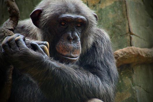 Jonathan North Carolina Zoo (John Ireland) – Ape Tag