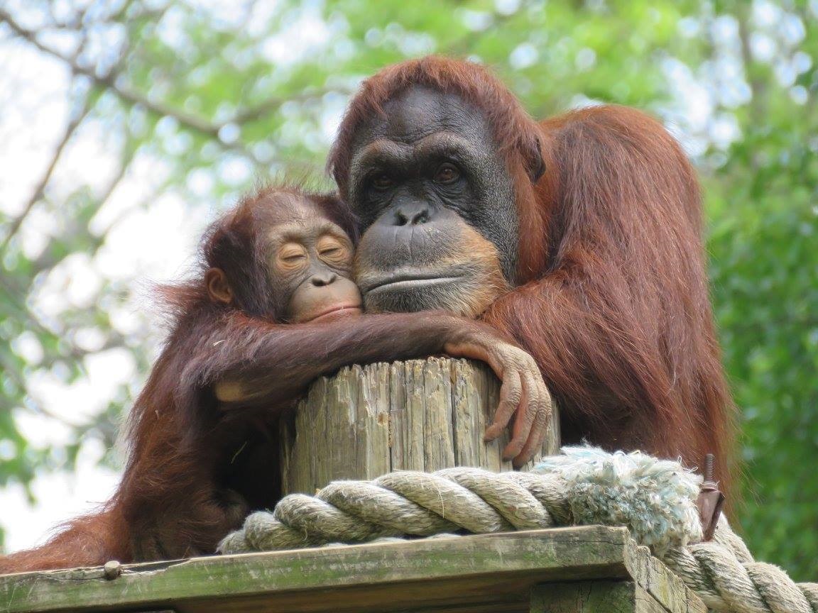 Keju-Madu_ZooAtlanta_(c)JenniferWilliams – Ape Tag